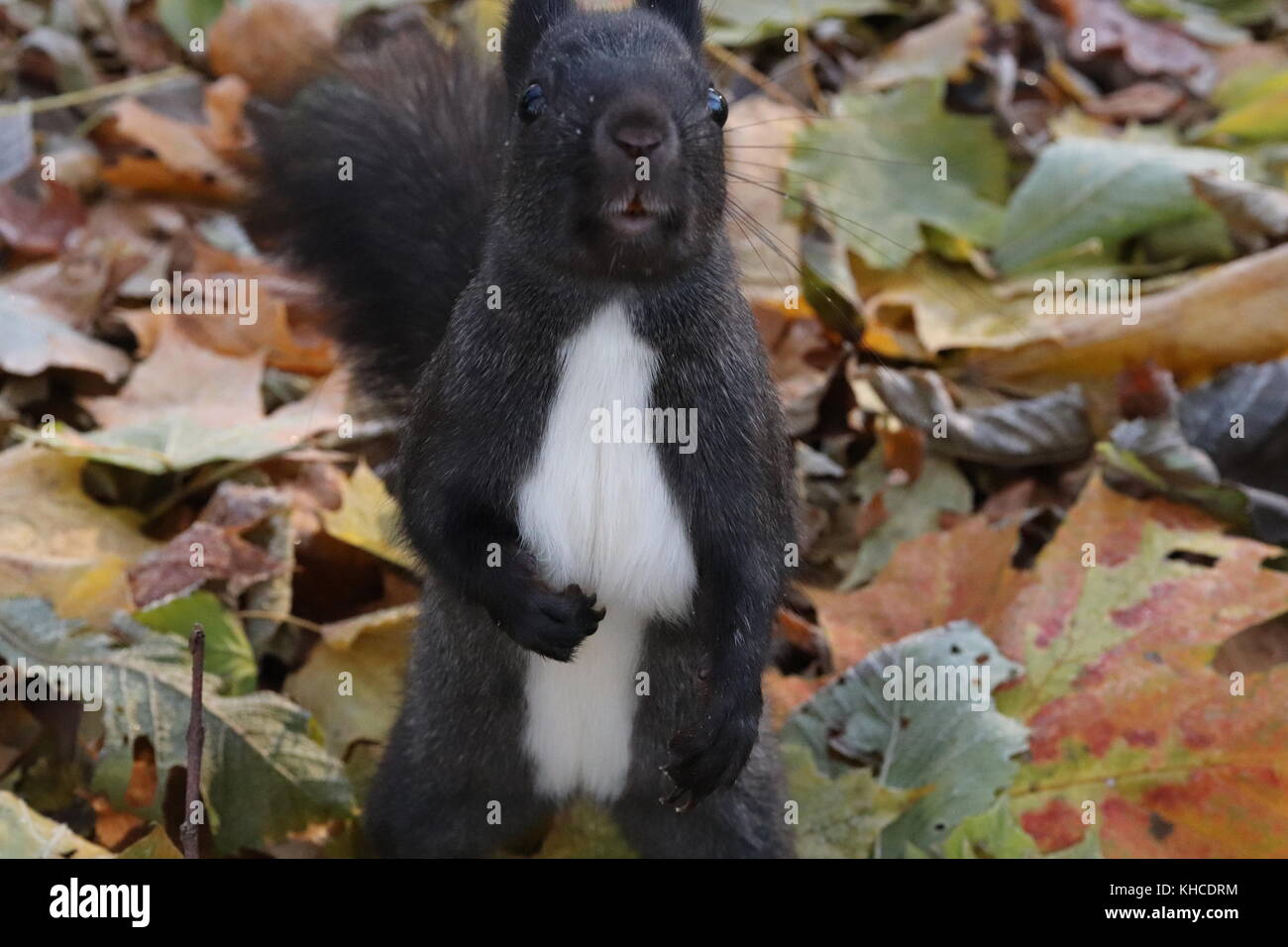 Black squirrel frost hi-res stock photography and images - Alamy