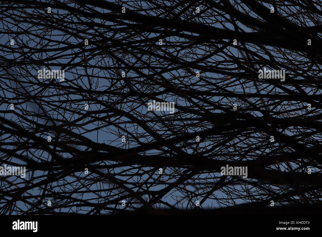 New forest frosty leaf hi-res stock photography and images - Alamy