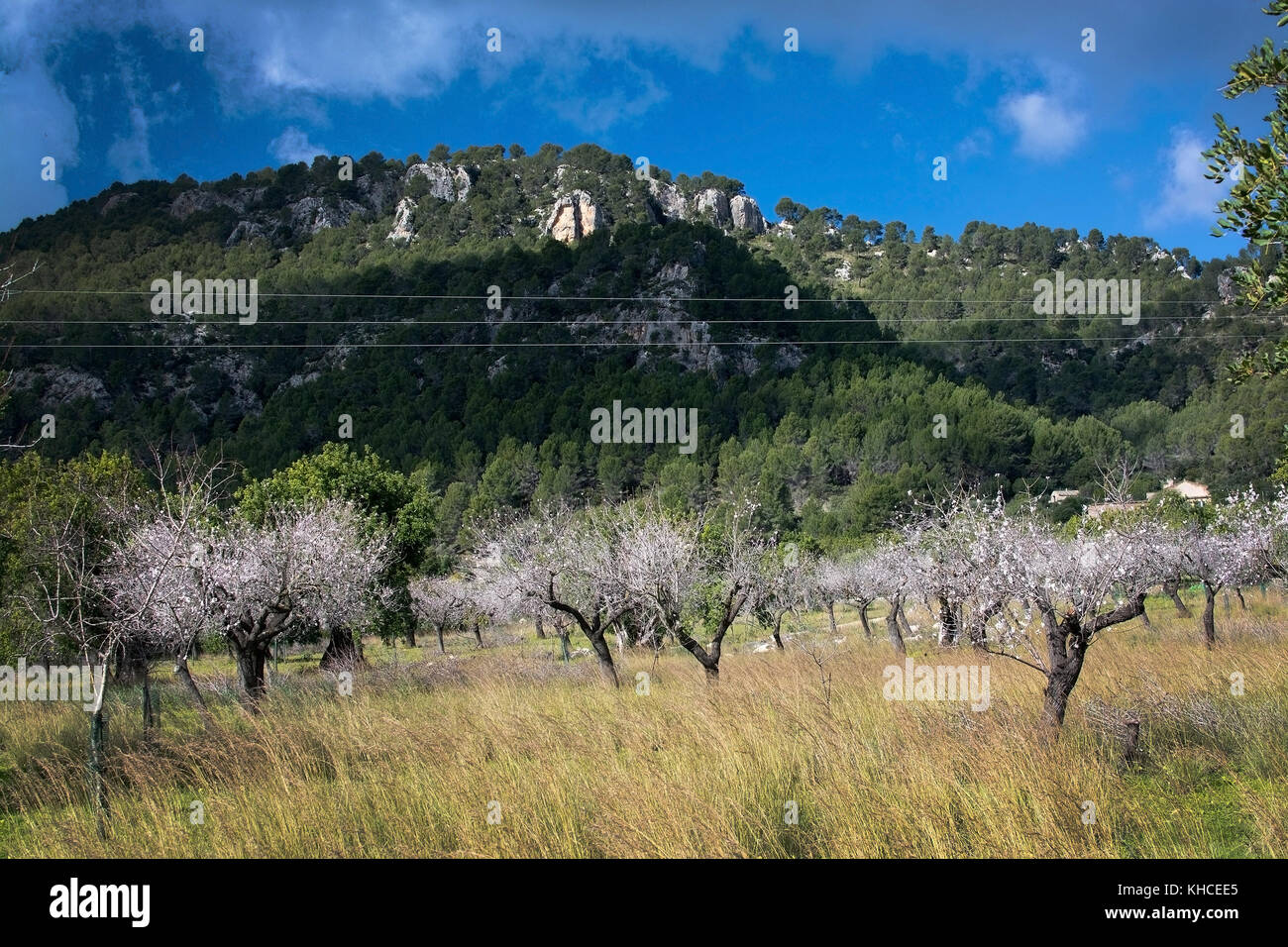 Blossoming almond trees in rural landscape with blue sky in Mallorca ...