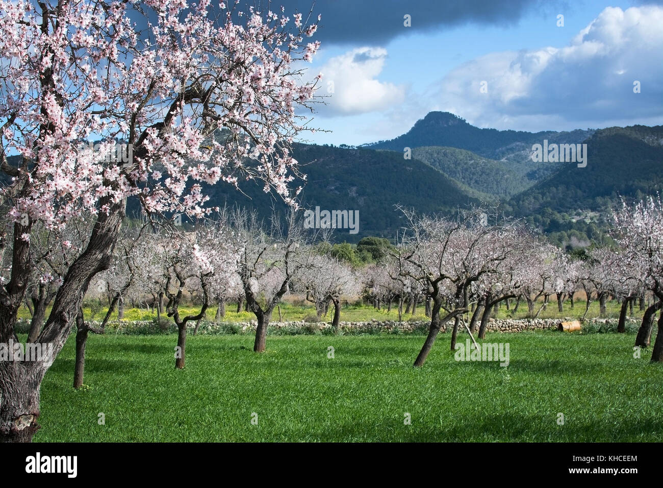 Blossoming almond trees in rural landscape with blue sky in Mallorca ...