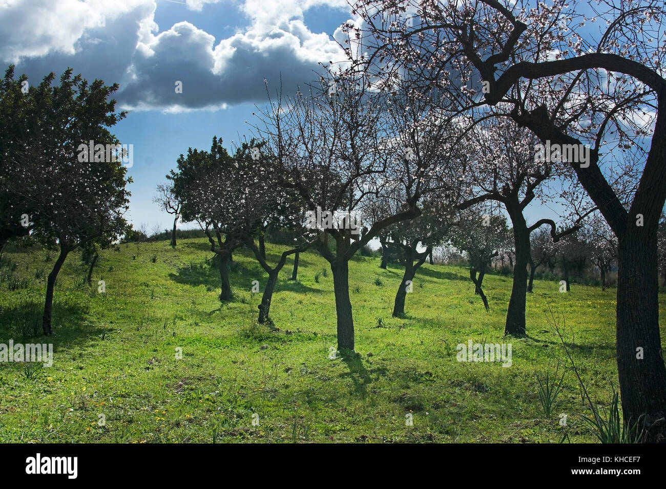 Blossoming almond trees in rural landscape with blue sky in Mallorca ...