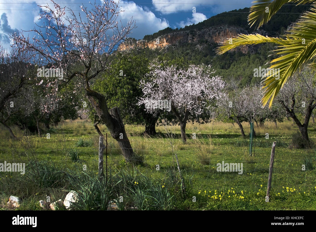 Blossoming almond trees in rural landscape with blue sky in Mallorca ...