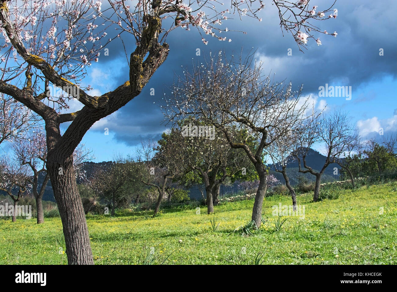 Blossoming almond trees in rural landscape with blue sky in Mallorca ...
