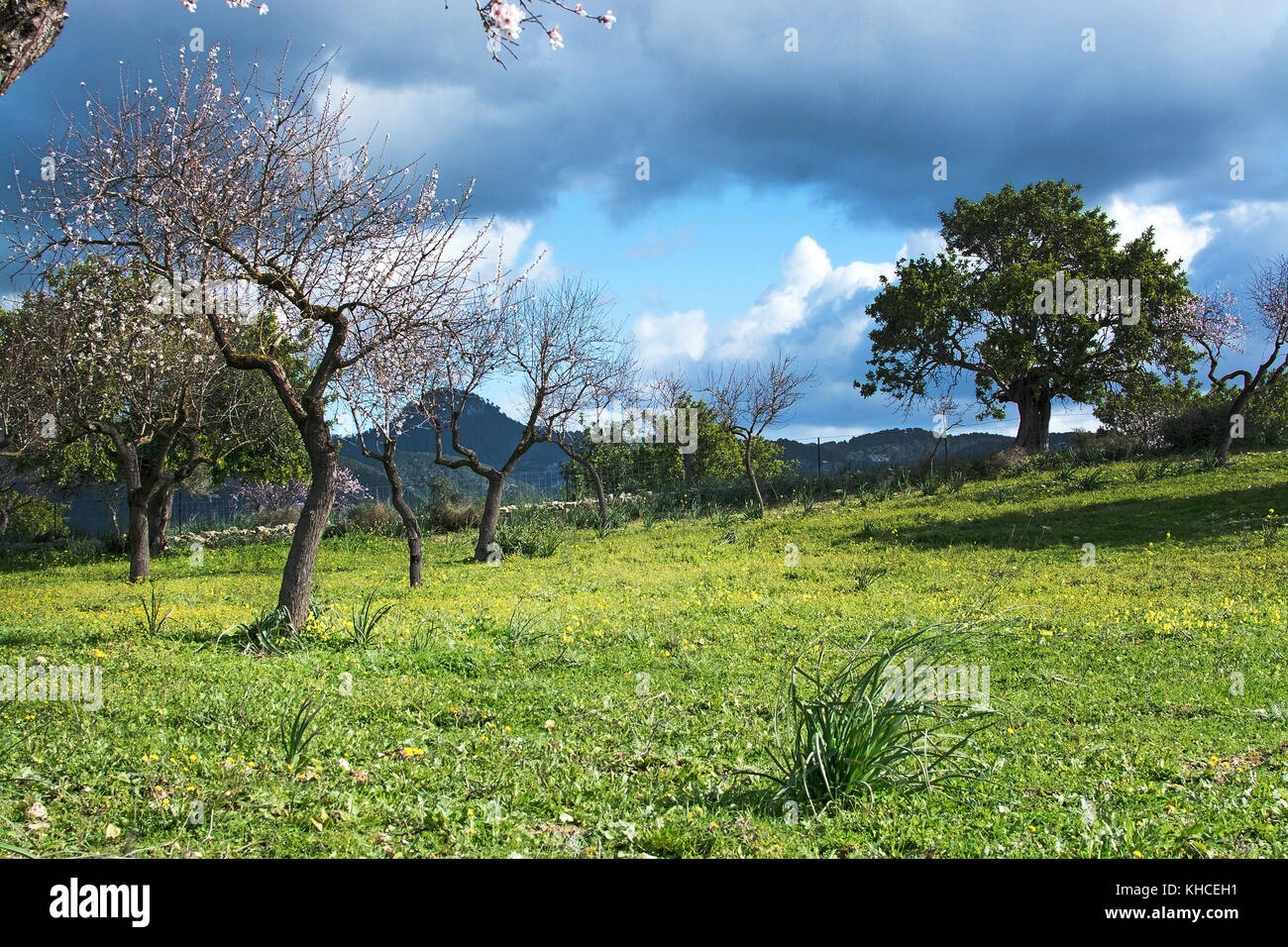 Blossoming almond trees in rural landscape with blue sky in Mallorca ...