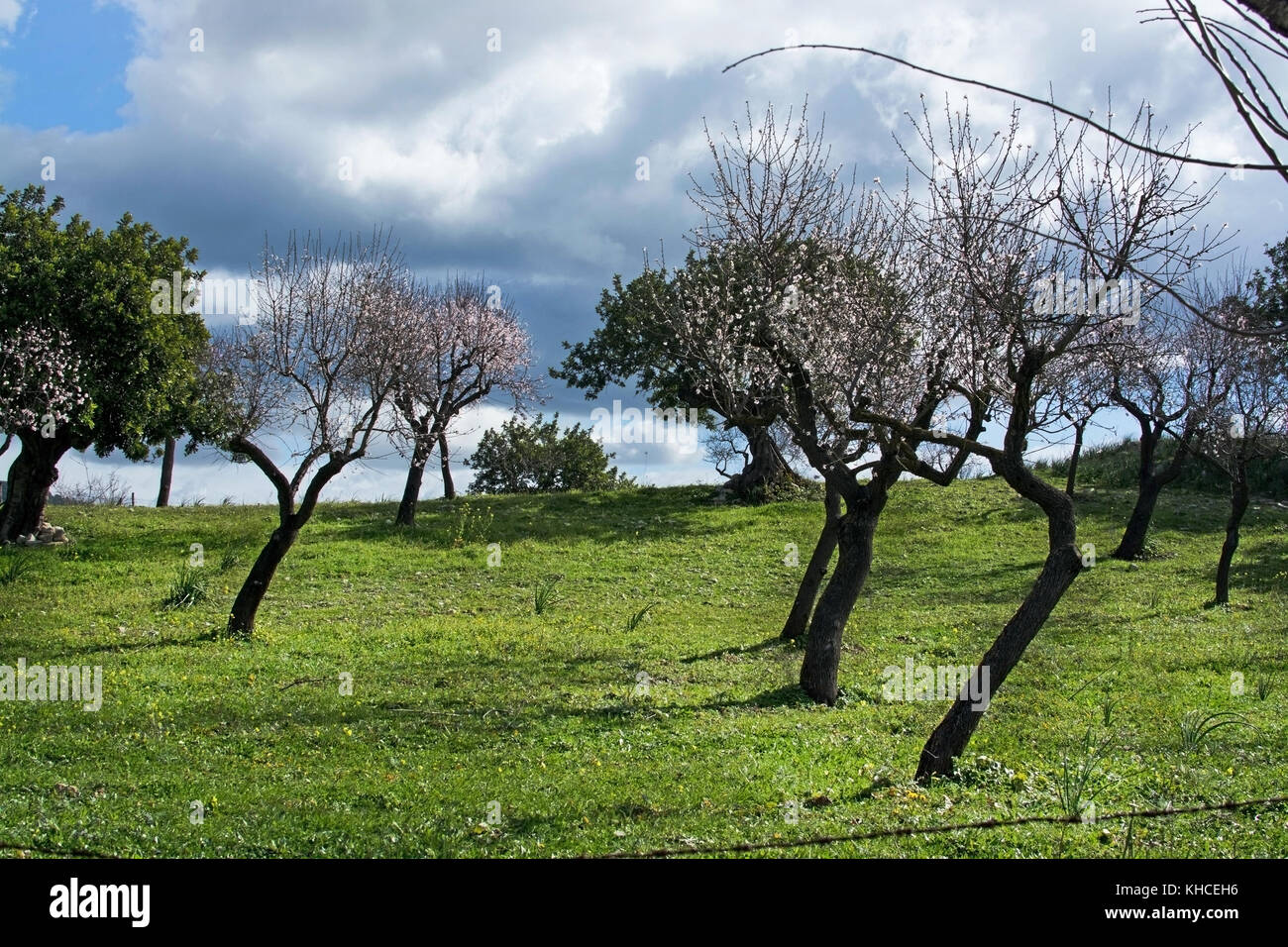 Blossoming almond trees in rural landscape with blue sky in Mallorca ...