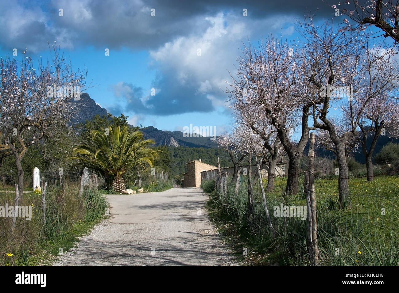 Blossoming almond trees in rural landscape with blue sky in Mallorca ...