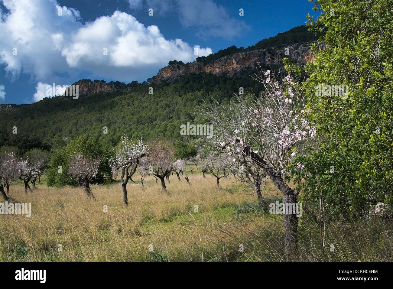 Blossoming almond trees in rural landscape with blue sky in Mallorca ...