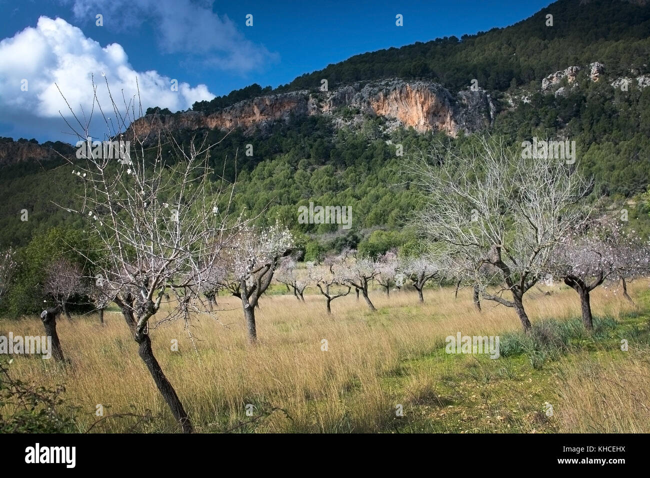 Blossoming almond trees in rural landscape with blue sky in Mallorca ...