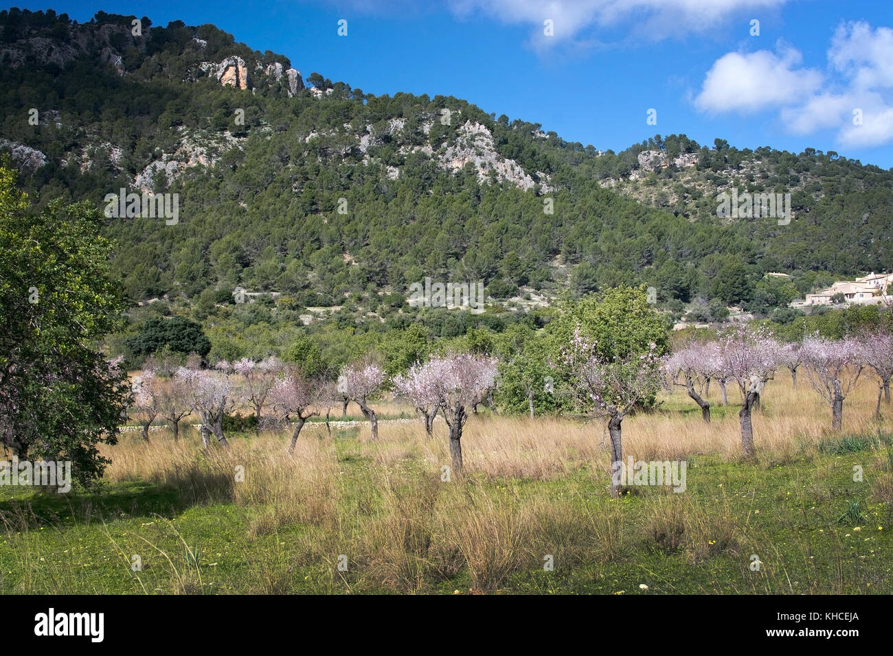 Blossoming almond trees in rural landscape with blue sky in Mallorca ...