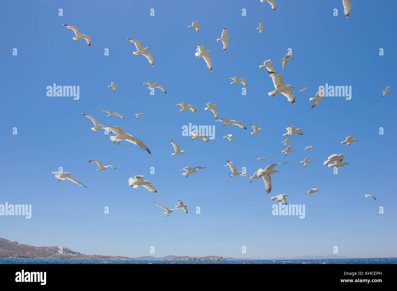 swarm of sea gulls flying close to the beach Stock Photo - Alamy