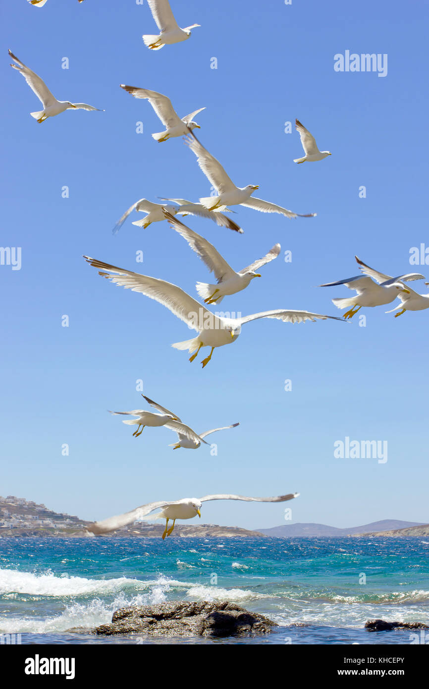 swarm of sea gulls flying close to the beach Stock Photo - Alamy