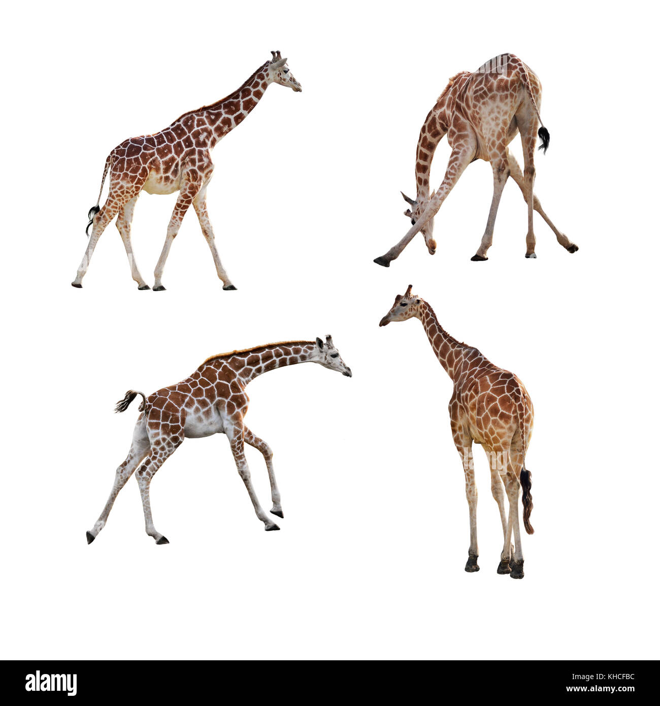 giraffes isolated on white background Stock Photo - Alamy