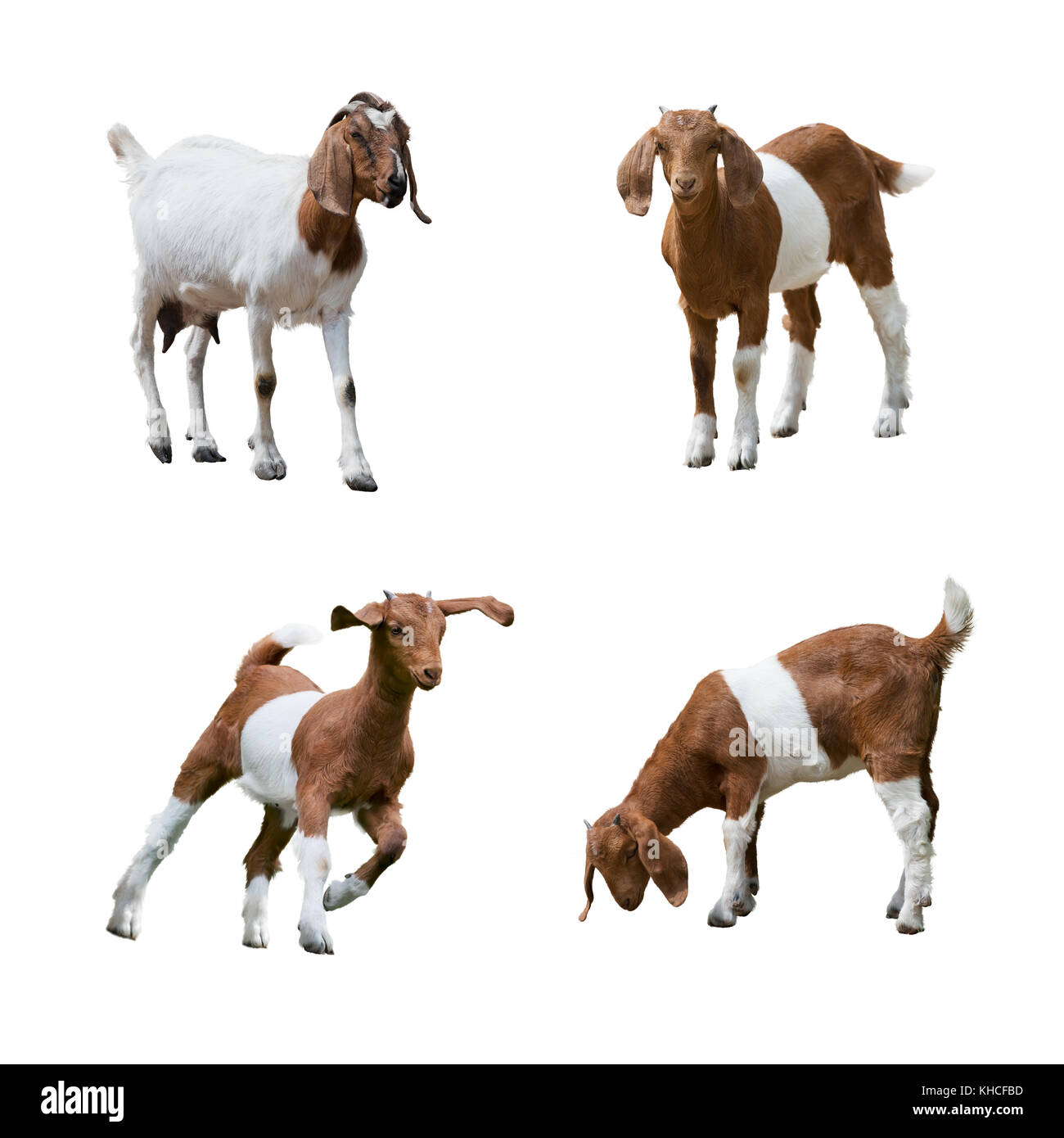 Boer Goats isolated on white background Stock Photo - Alamy