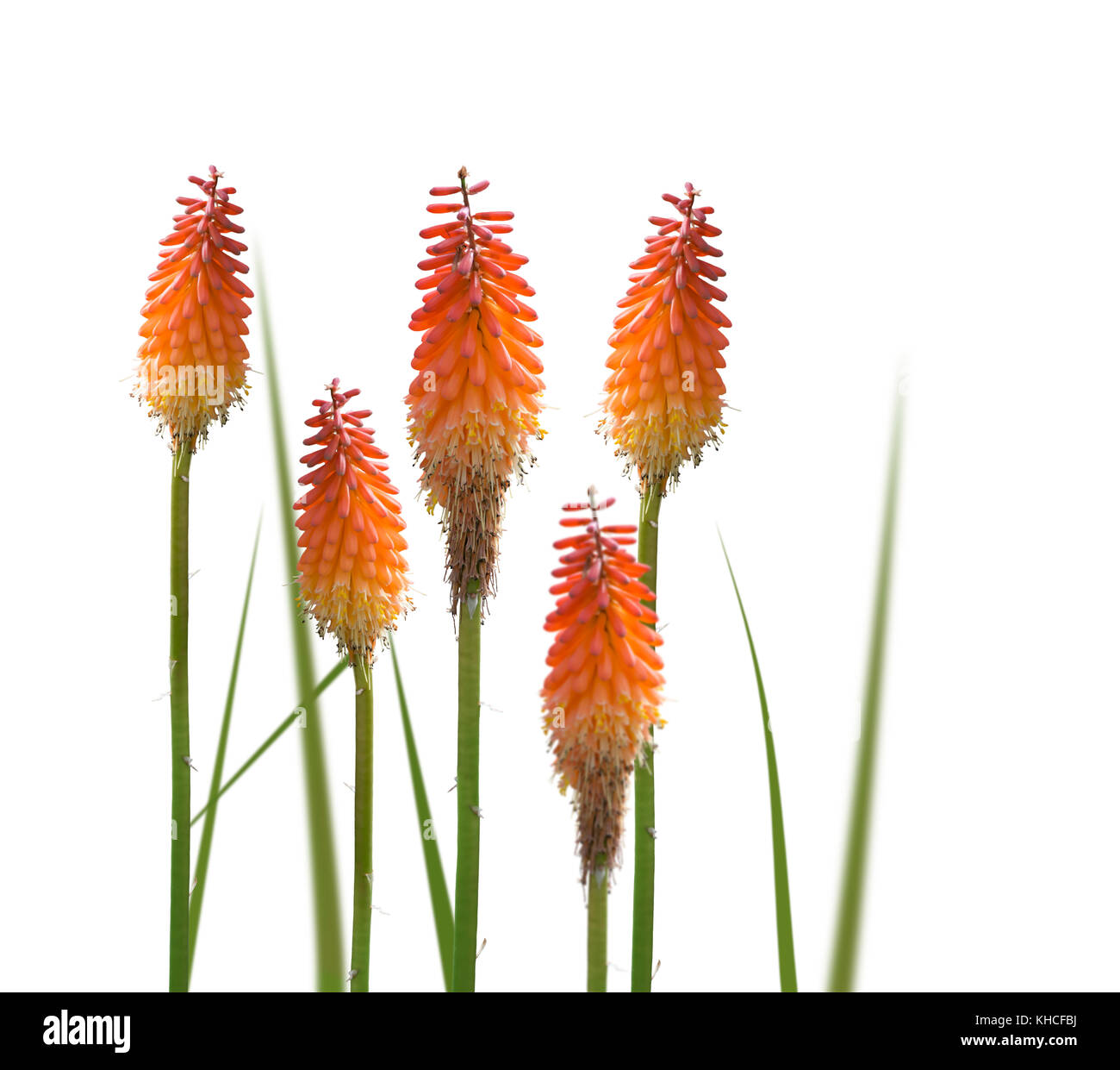 Kniphofia or Red Hot Poker flowers isolated on white background Stock ...