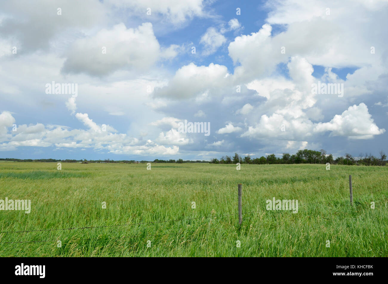 Farmland, green grass field with blue sky and clouds in Manitoba ...