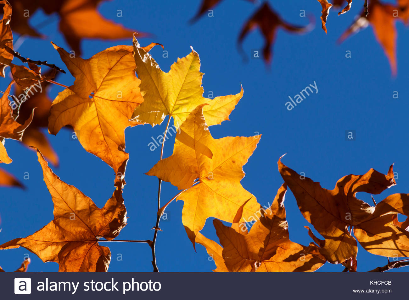 Trees Leaves Turning Colors High Resolution Stock Photography and ...