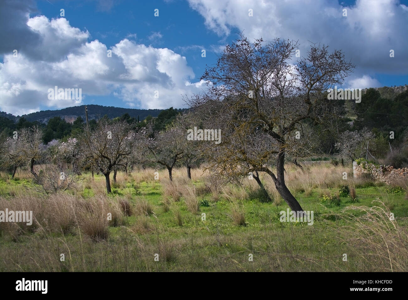 Blossoming almond trees in rural landscape with blue sky in Mallorca ...