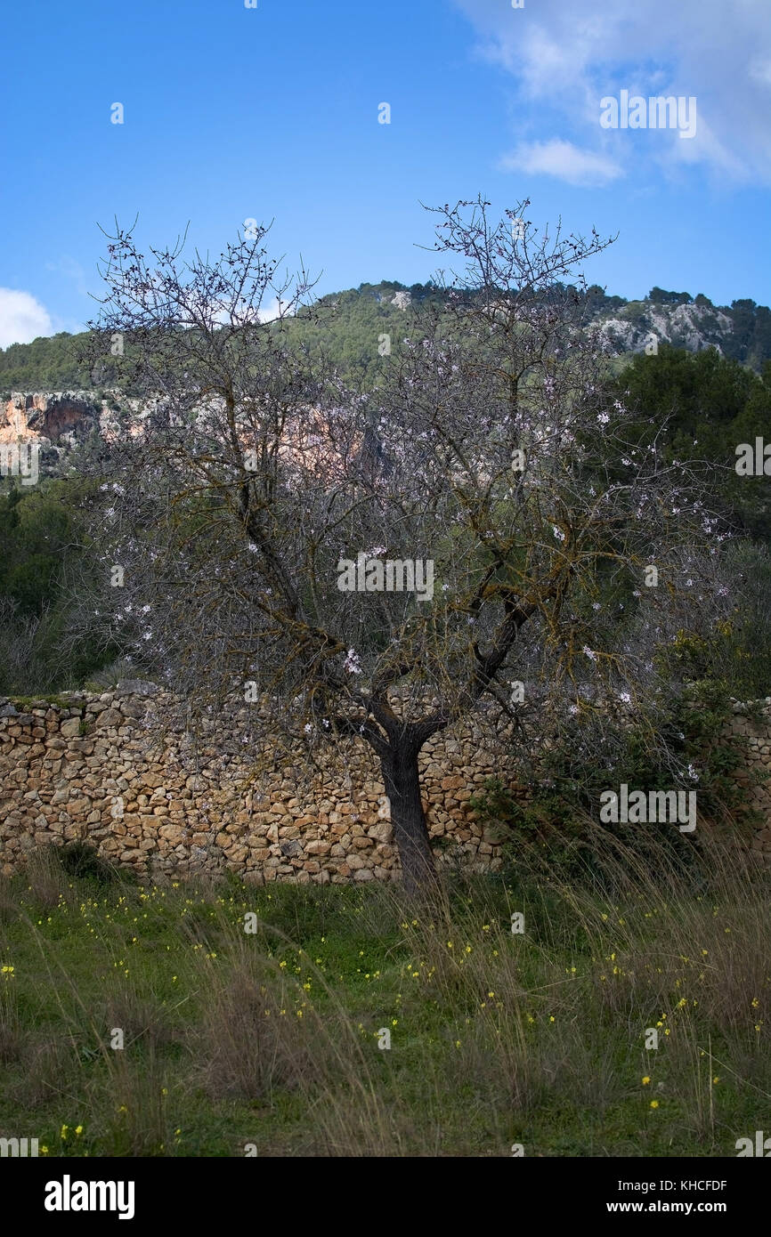 Blossoming almond trees in rural landscape with blue sky in Mallorca ...