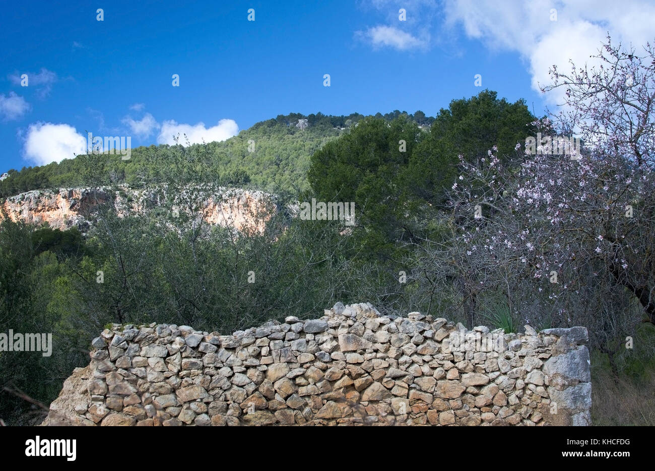 Blossoming almond trees in rural landscape with blue sky in Mallorca ...