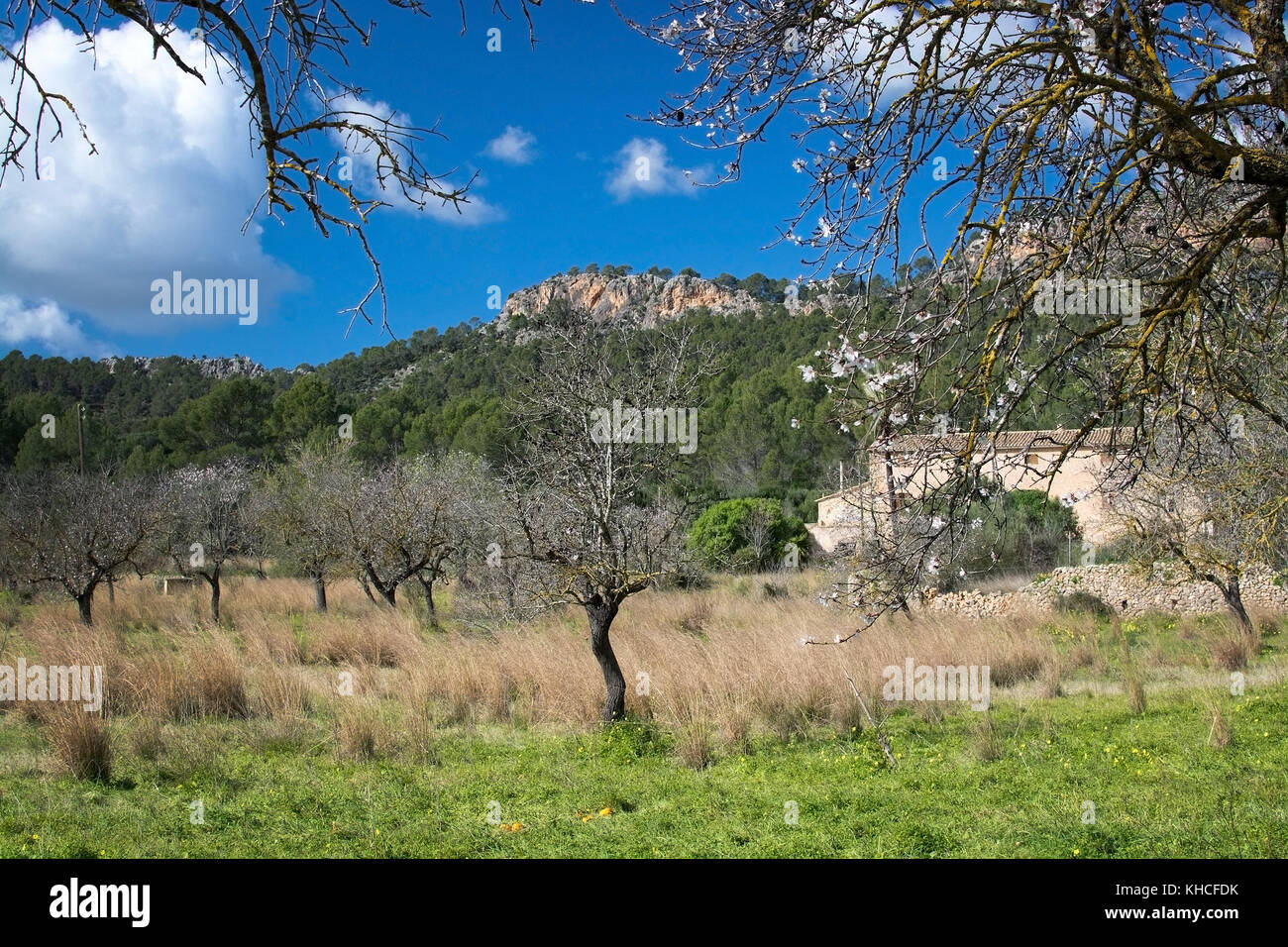 Blossoming almond trees in rural landscape with blue sky in Mallorca ...