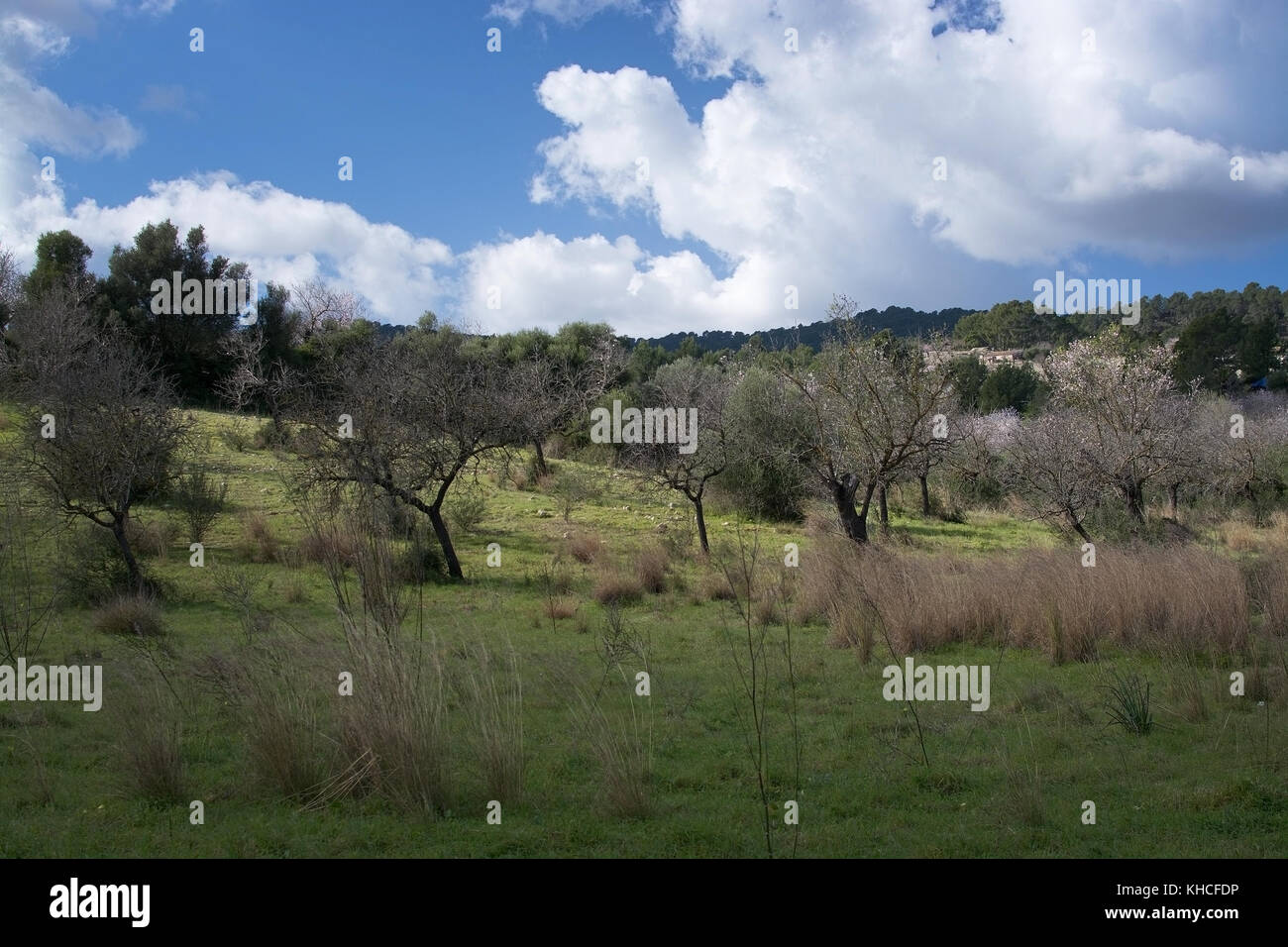 Blossoming almond trees in rural landscape with blue sky in Mallorca ...