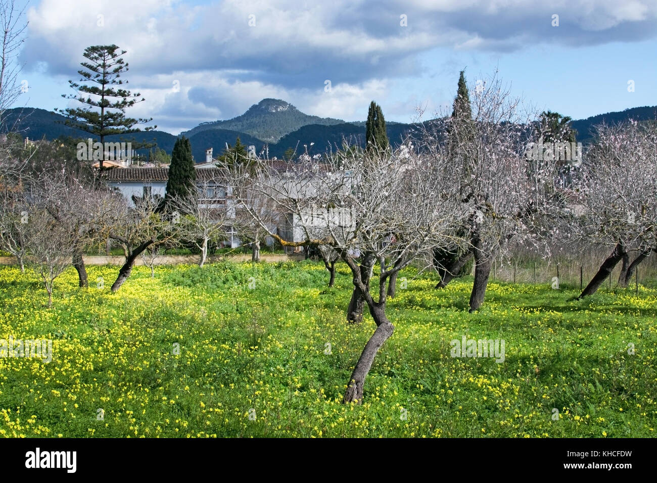 Blossoming almond trees in rural landscape with blue sky in Mallorca ...