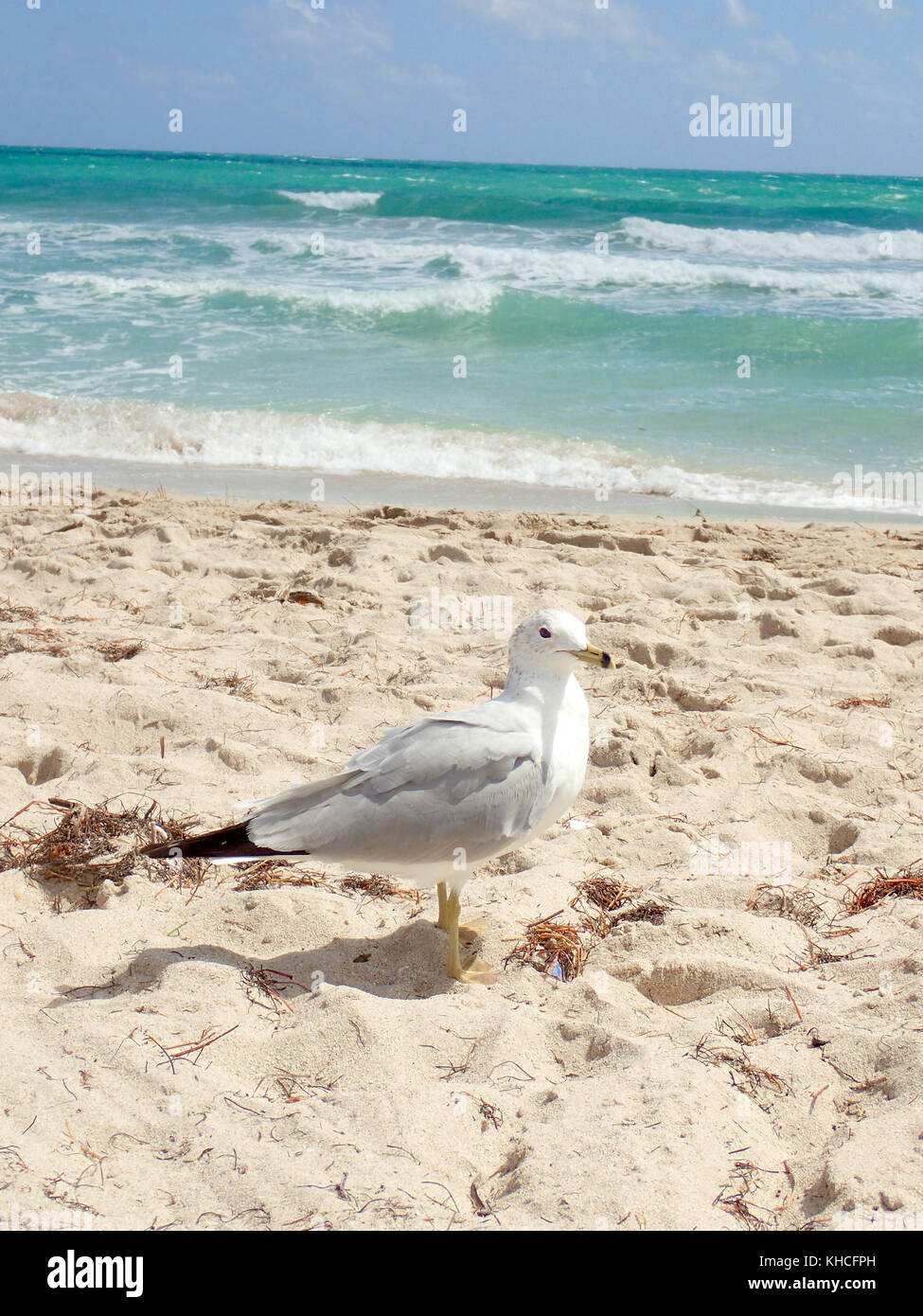 Food on the beach hi-res stock photography and images - Alamy