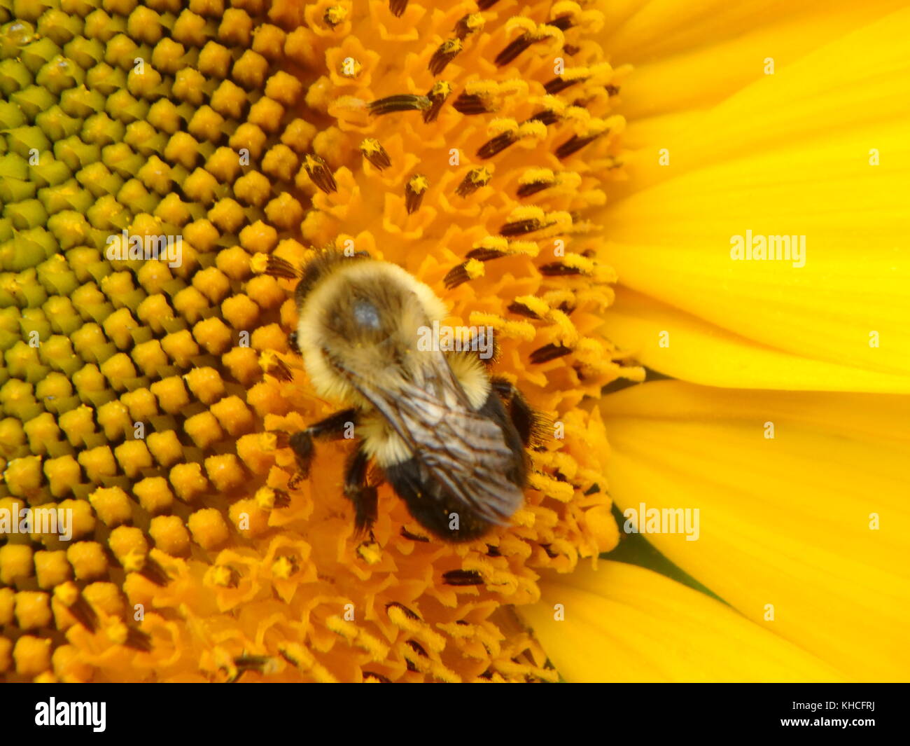 Bees and sunflower hi-res stock photography and images - Alamy