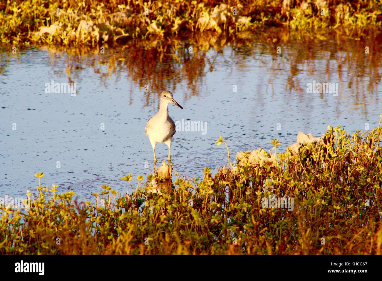 light footed clapper rail bird endangered species in bolsa chica ...