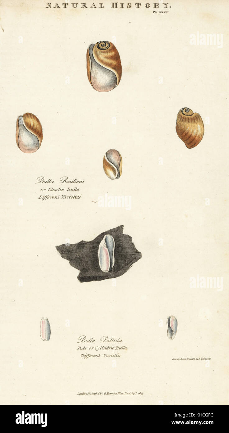 Elastic bulla, Bulla resiliens, and pale or cylindric bulla, Bulla ...