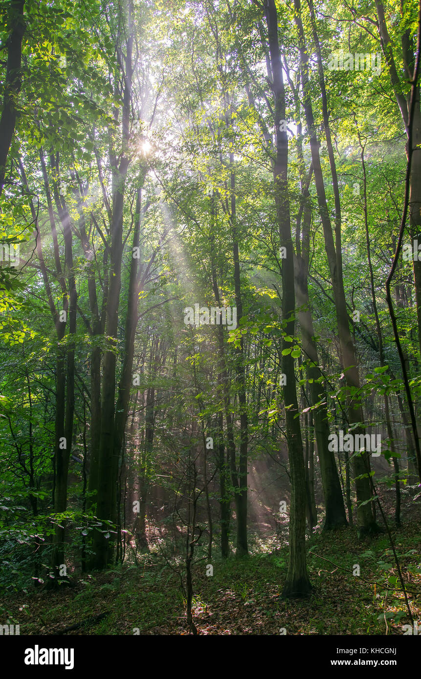 forest in fog with sun Stock Photo - Alamy