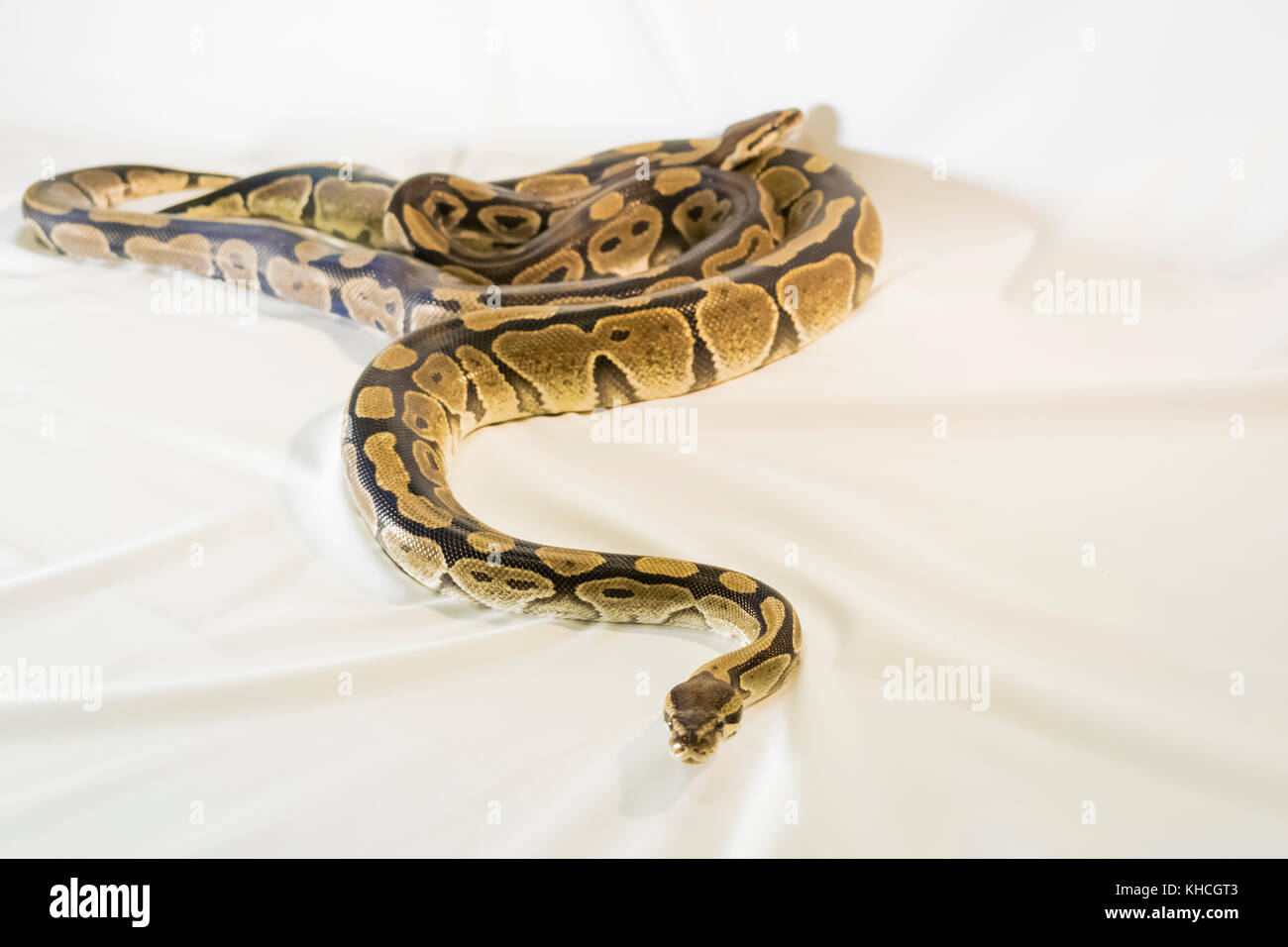 Royal or Ball Python snake, isolated on white background Stock Photo ...