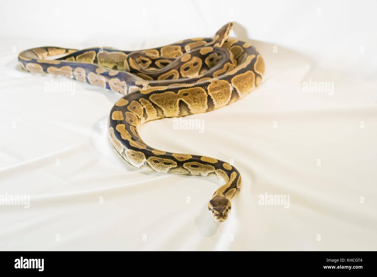 Royal or Ball Python snake, isolated on white background Stock Photo ...