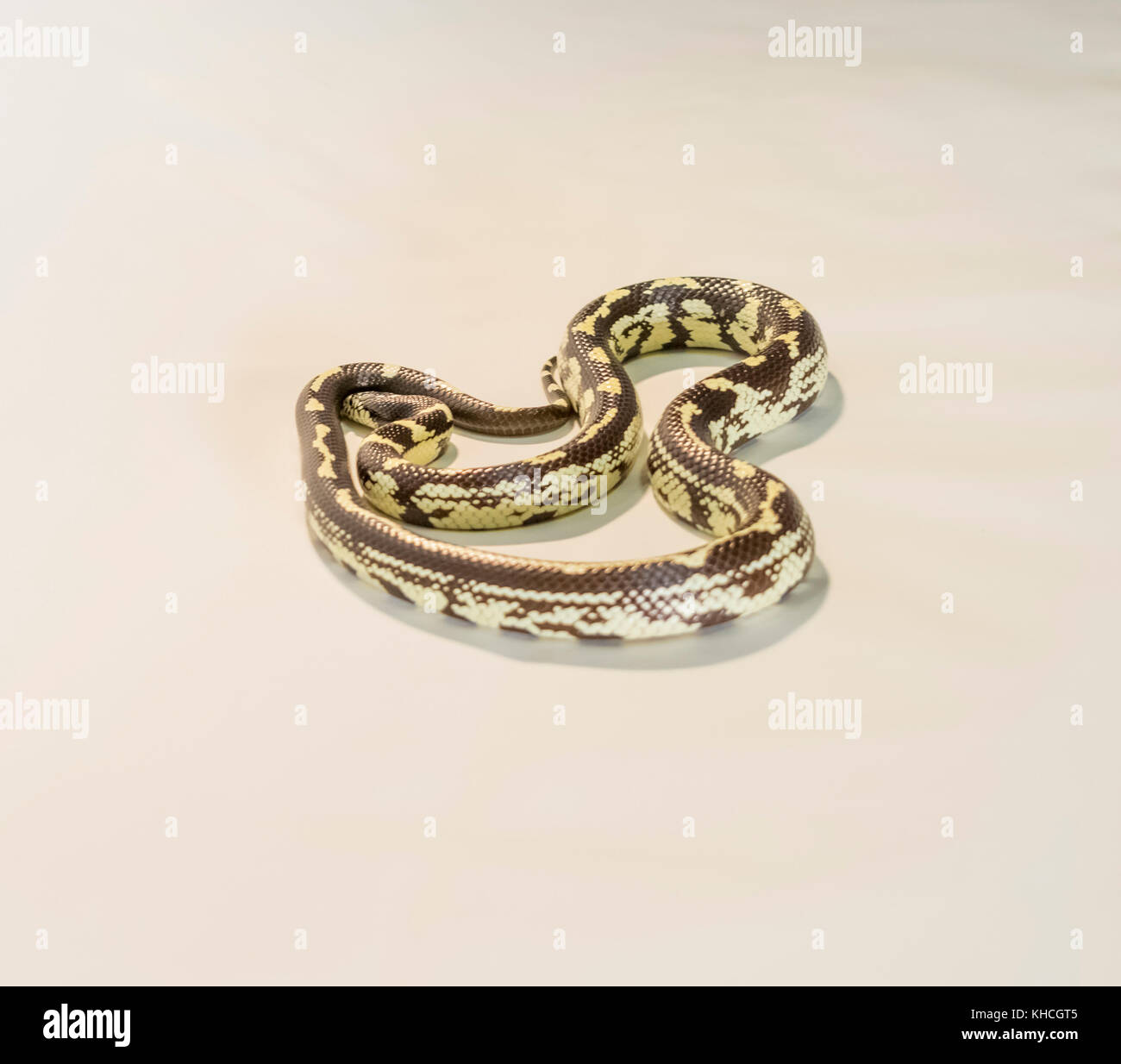 Creamsicle Corn Snake Elaphe guttata guttata isolated on white ...