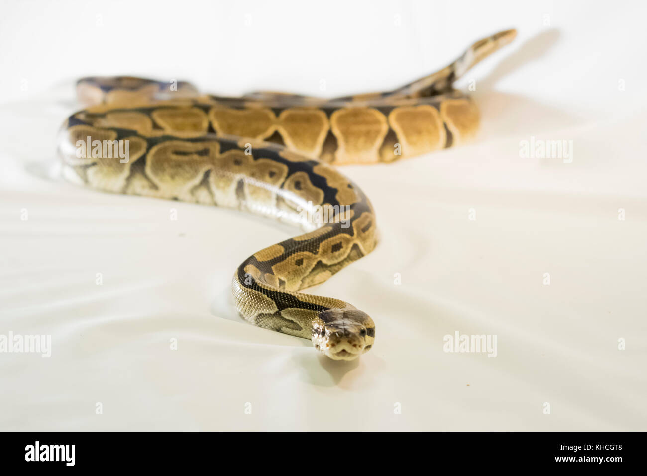 Royal or Ball Python snake, isolated on white background Stock Photo ...