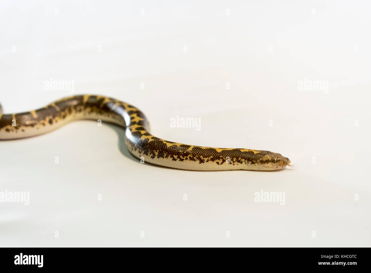 dwarf sand boas on white Stock Photo - Alamy