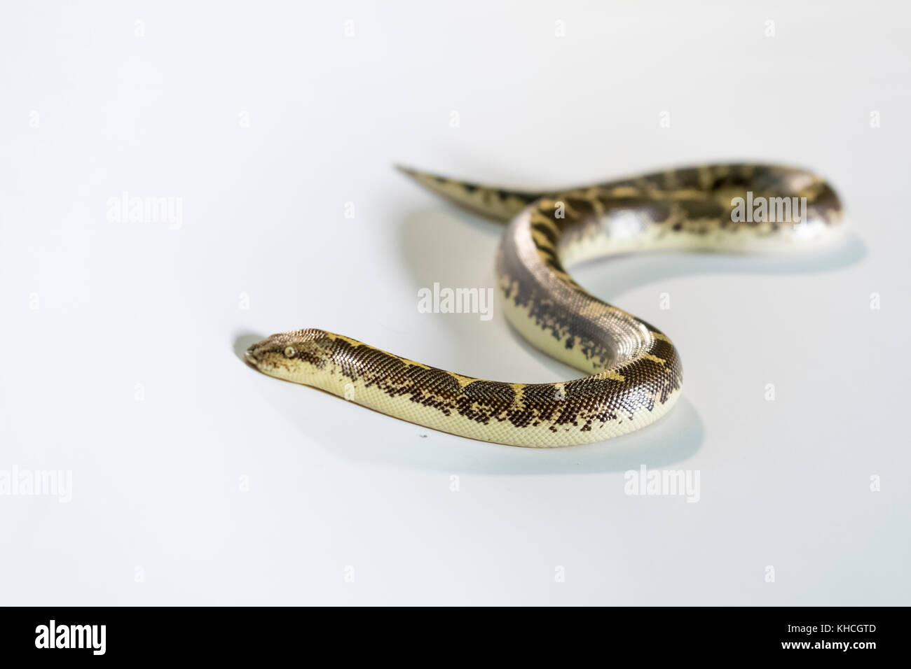 Dwarf Boa High Resolution Stock Photography and Images - Alamy