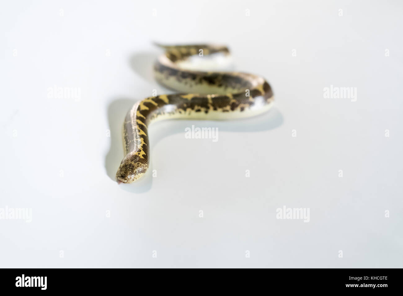 Sand boa middle east hi-res stock photography and images - Alamy