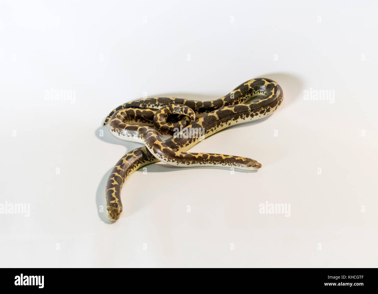 dwarf sand boas on white Stock Photo - Alamy