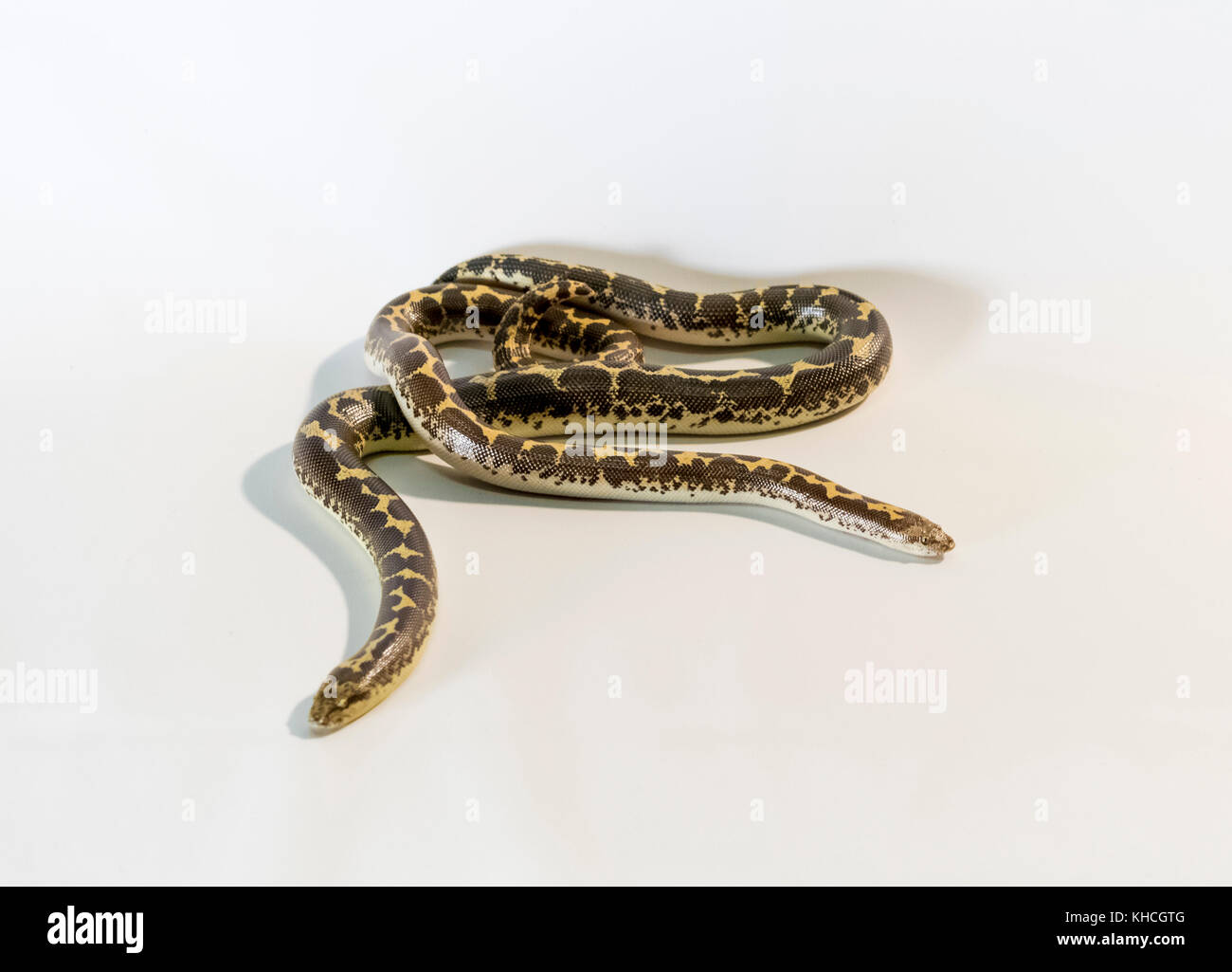 dwarf sand boas on white Stock Photo - Alamy