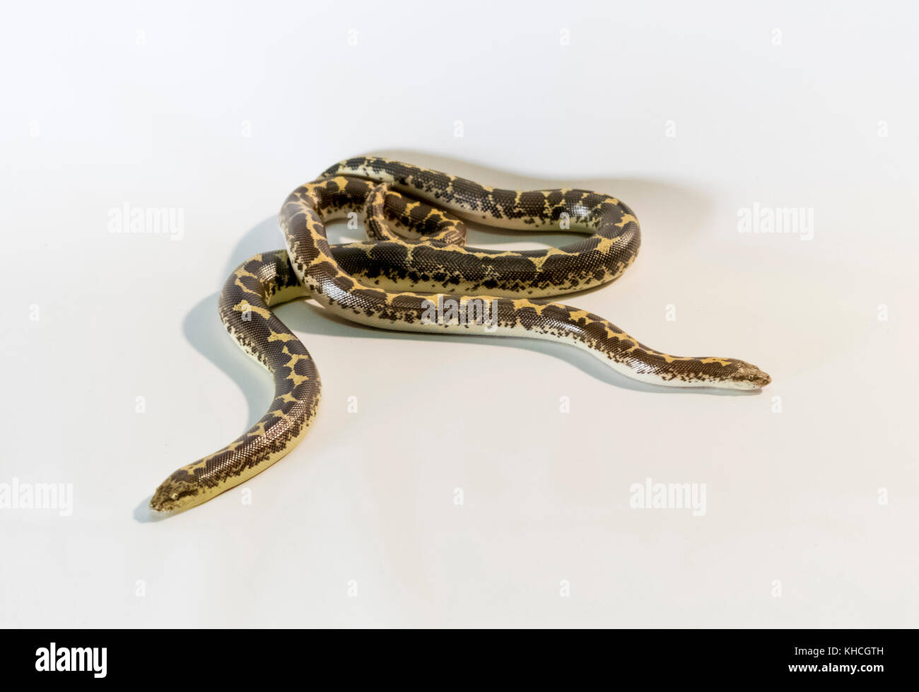 dwarf sand boas on white Stock Photo - Alamy