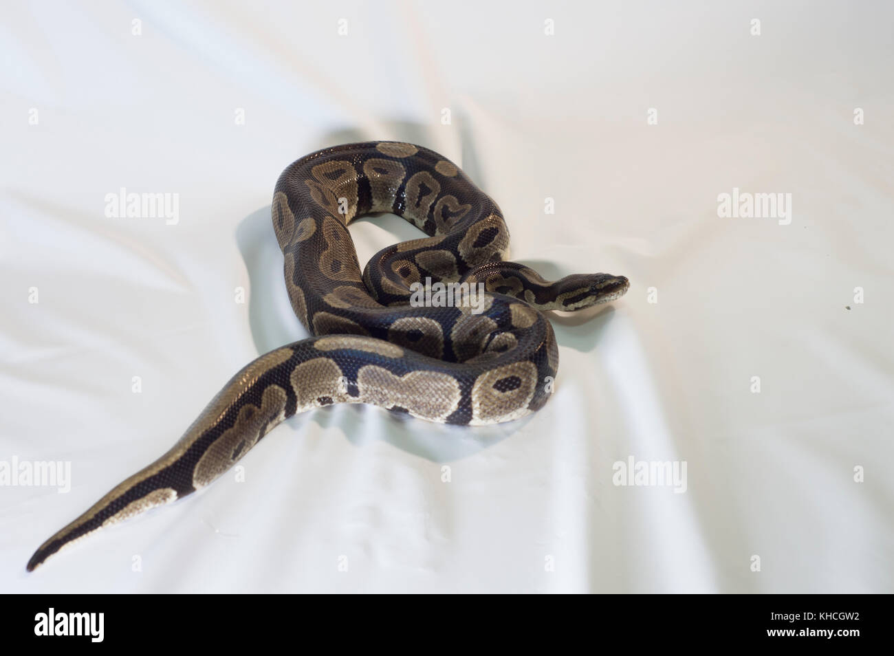 Royal or Ball Python snake, isolated on white background Stock Photo ...