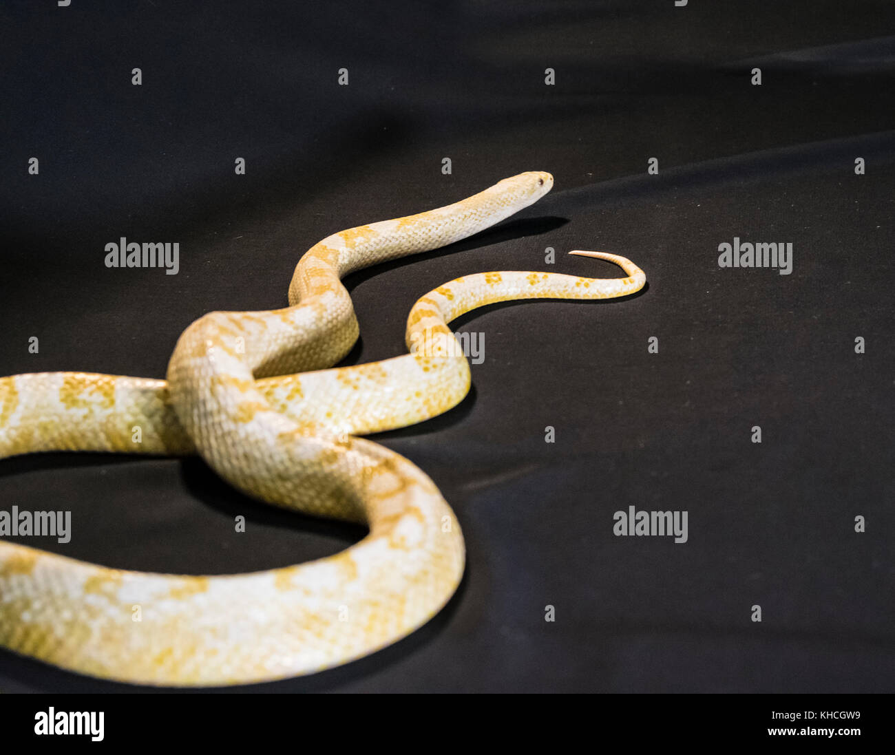 Creamsicle Corn Snake Elaphe guttata guttata isolated on black ...