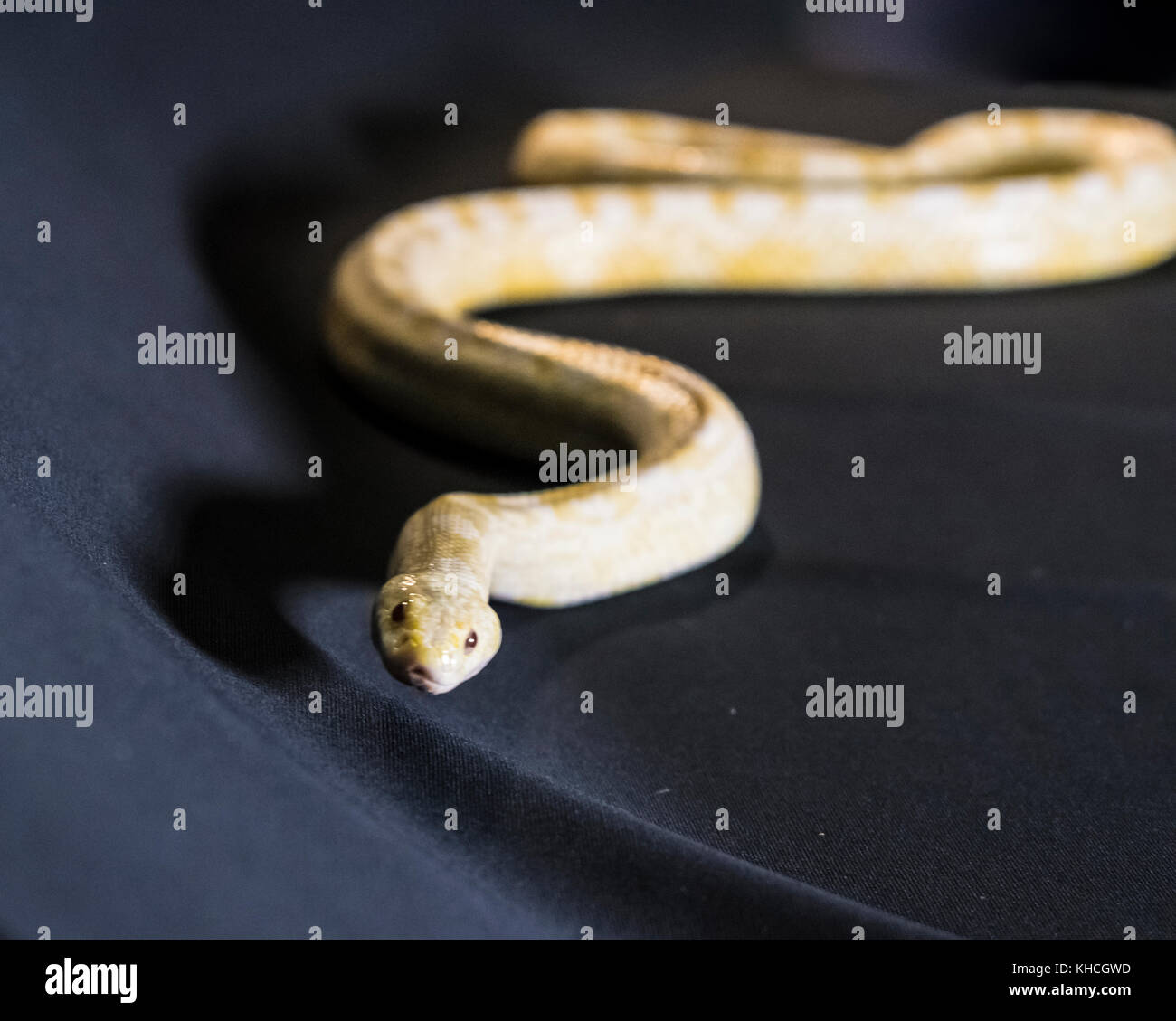 Creamsicle Corn Snake Elaphe guttata guttata isolated on black ...