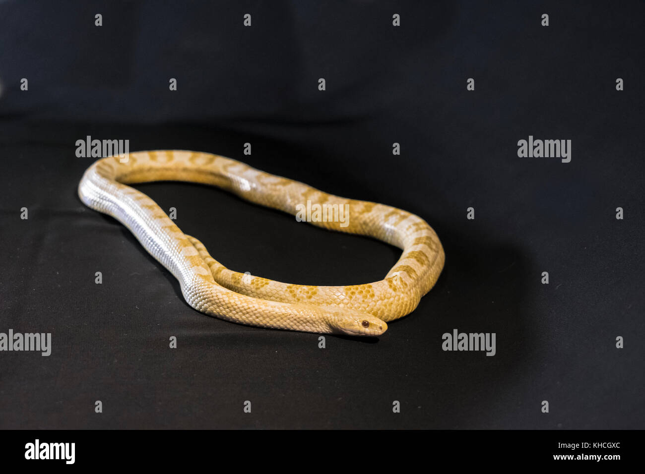 Creamsicle Corn Snake Elaphe guttata guttata isolated on black ...