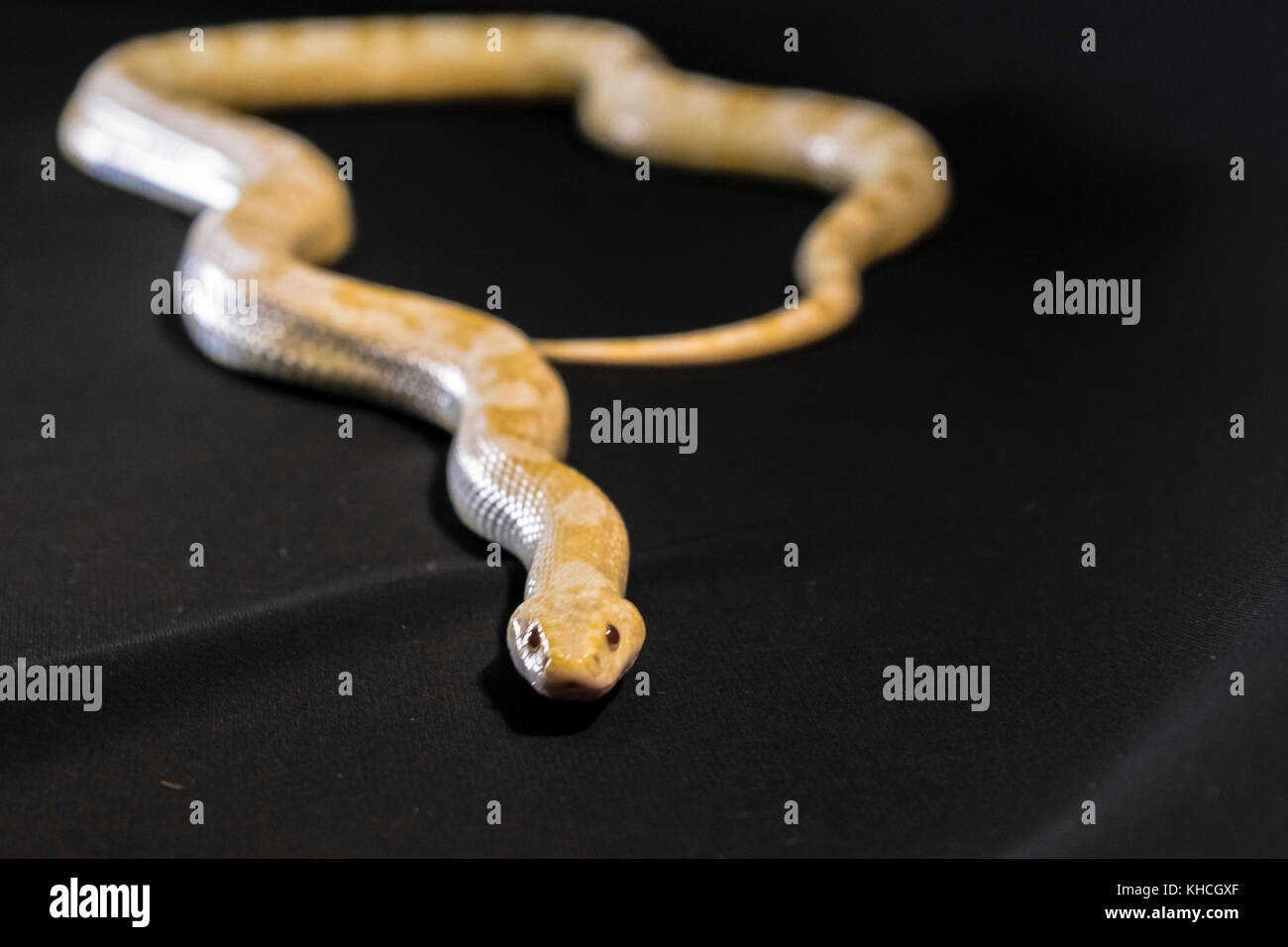 Creamsicle Corn Snake Elaphe guttata guttata isolated on black ...