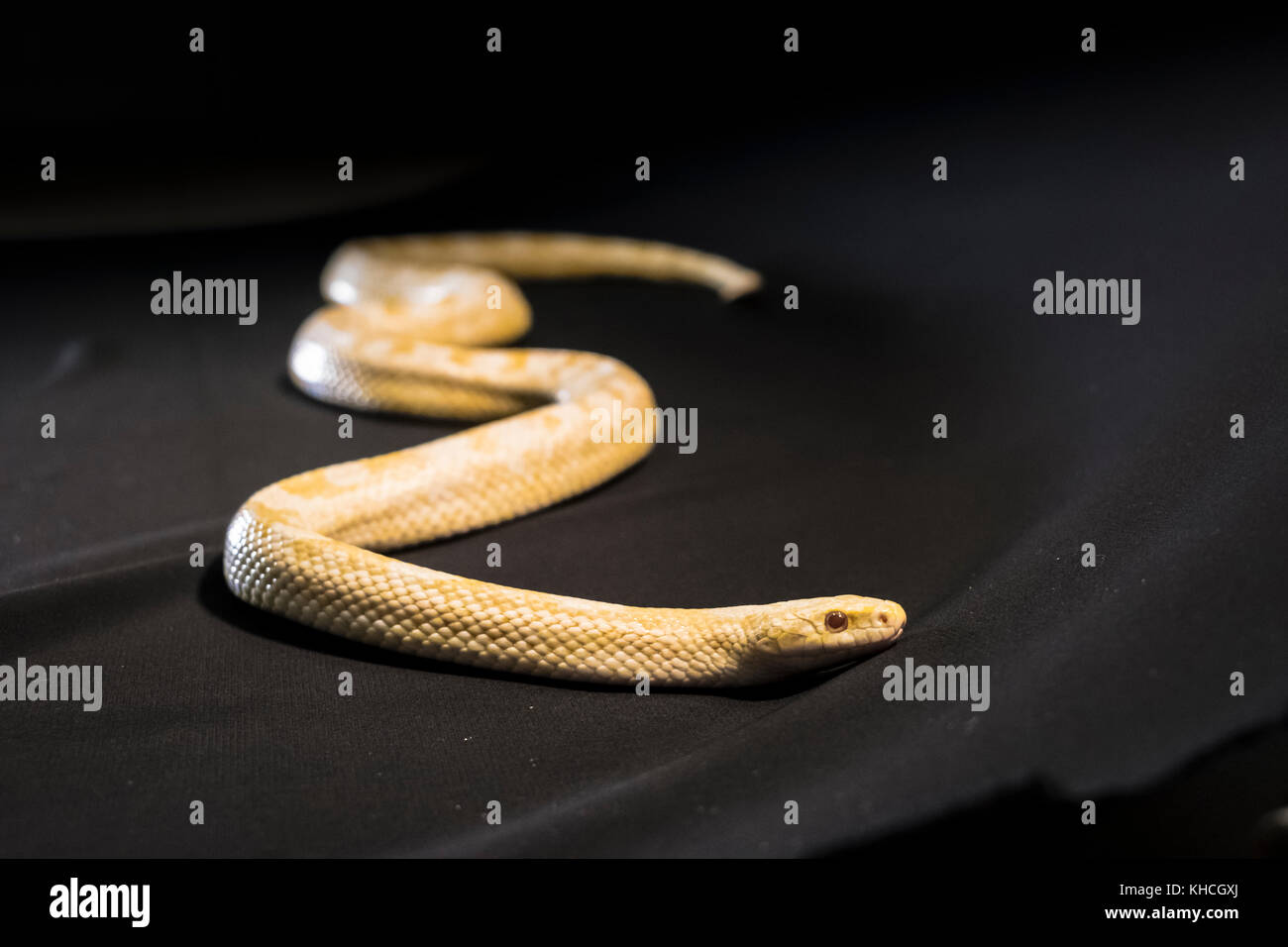 Creamsicle Corn Snake Elaphe guttata guttata isolated on black ...