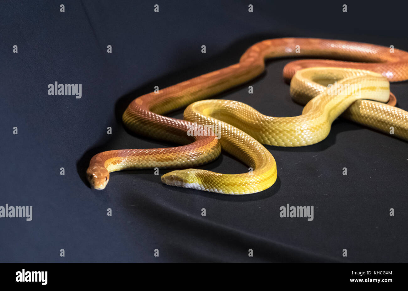 Creamsicle Striped Corn Snake