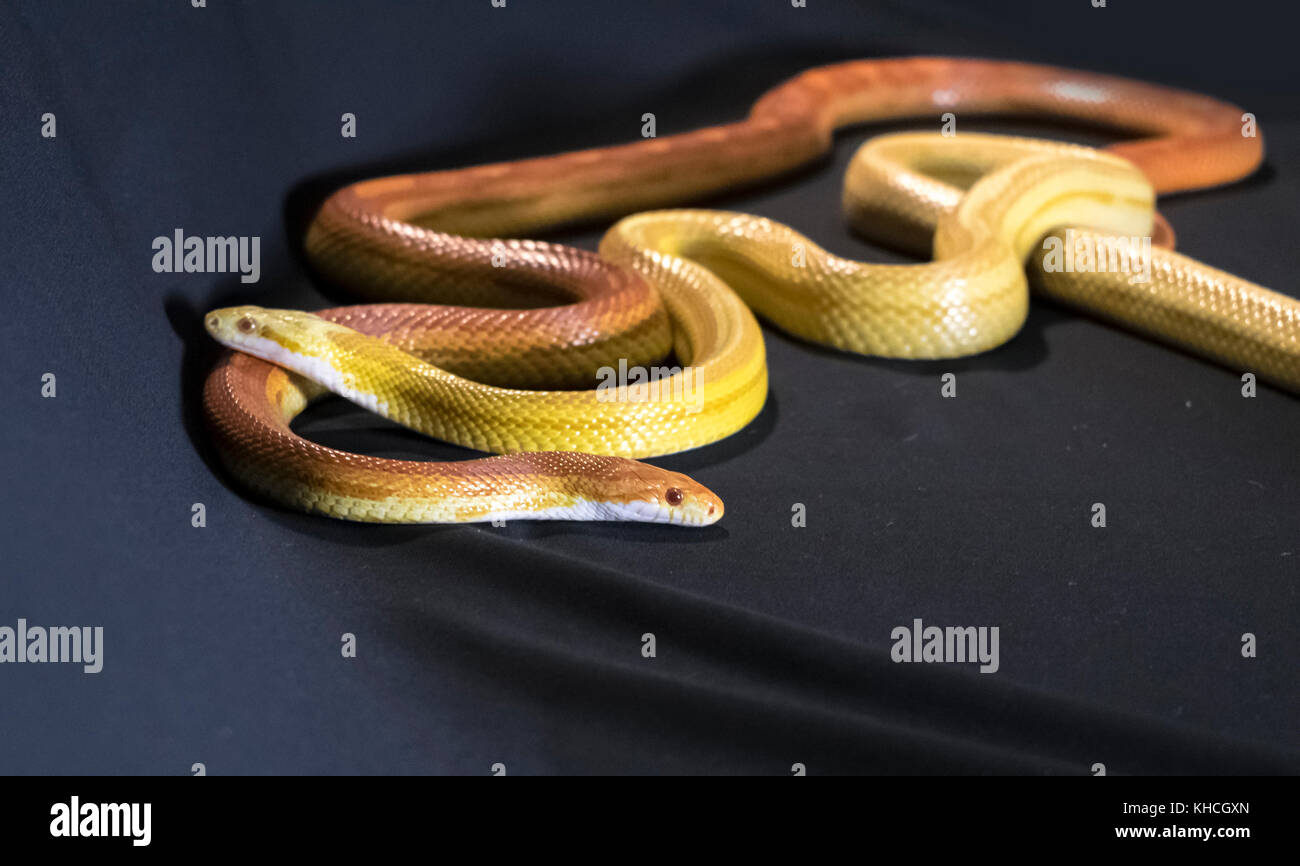 Creamsicle Corn Snake Elaphe guttata guttata isolated on black ...