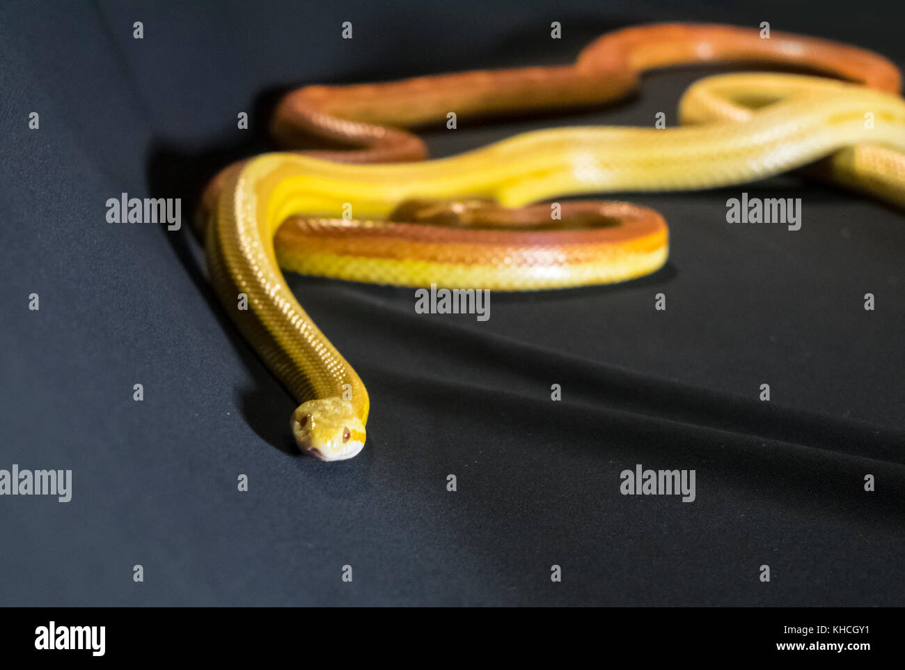 Creamsicle Corn Snake Elaphe guttata guttata isolated on black ...